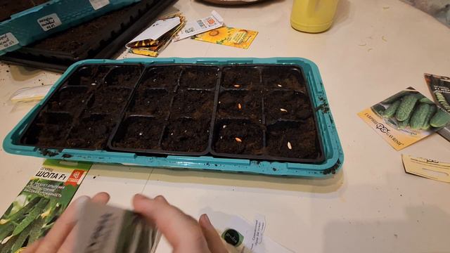 Посадила огурцы 19.04.24