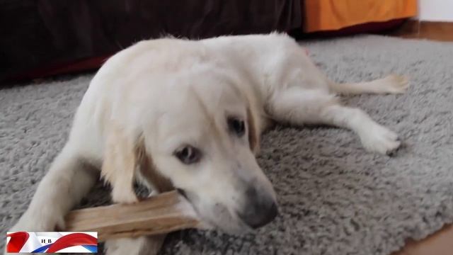 Смешной щенок Золотой ретривер защищает косточку