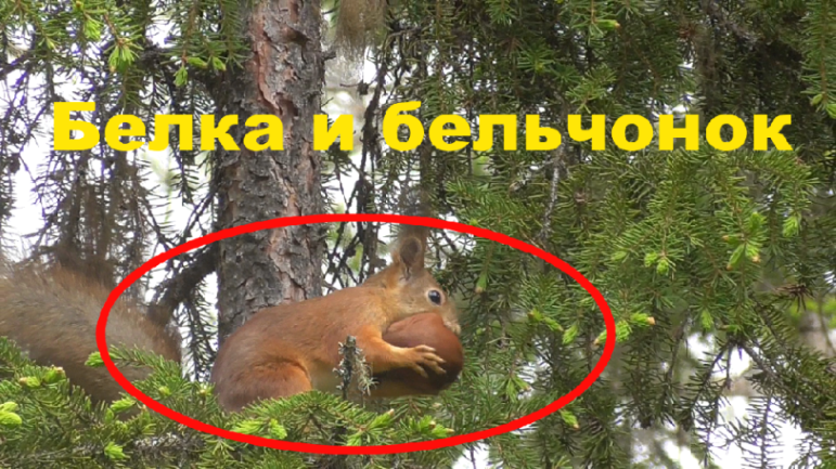 Белка и бельчонок! Большие муравьи! Прогулка по лесу.