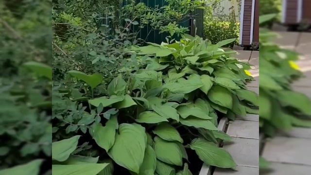 Красота - душу греет, глаз радует