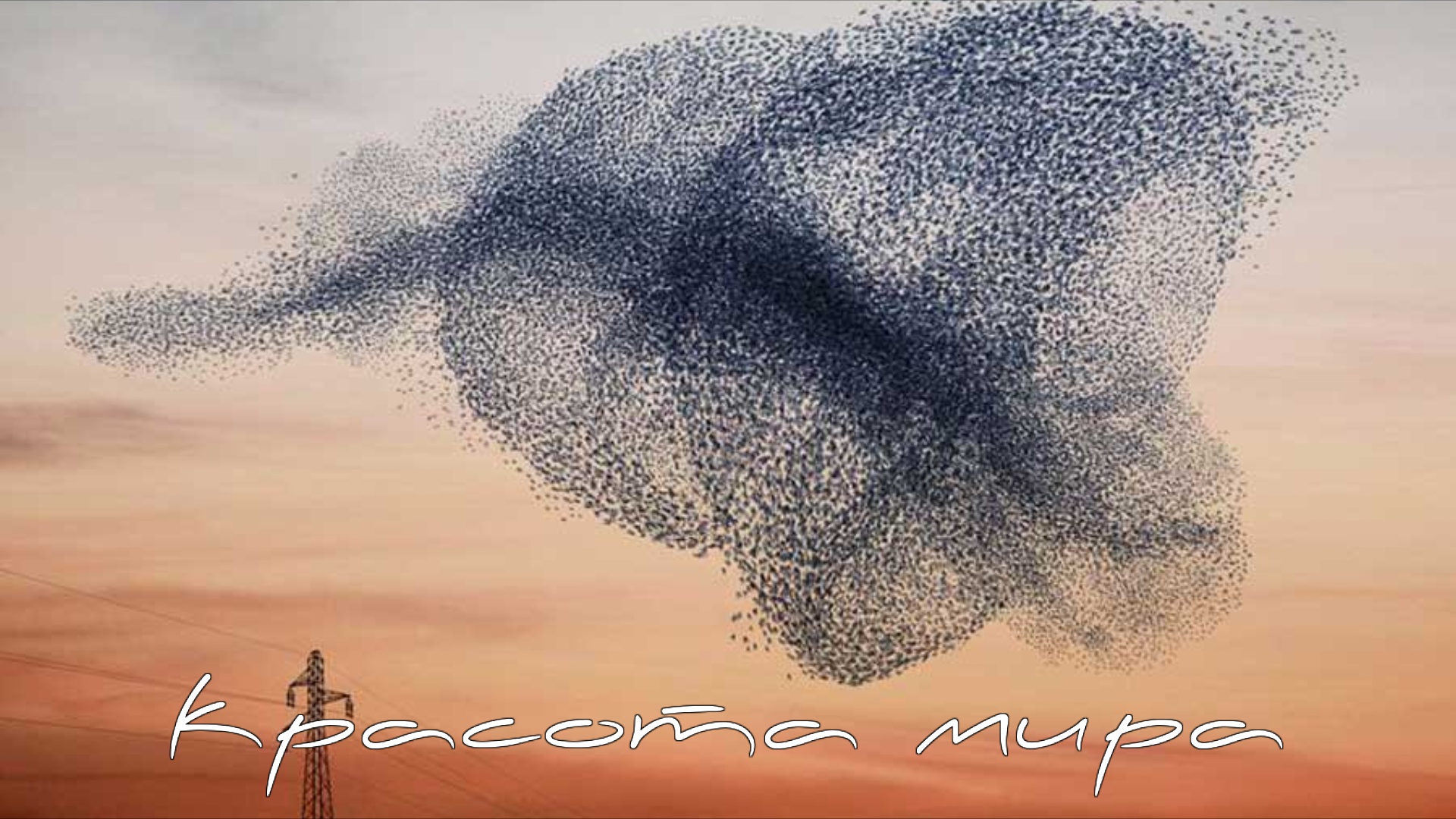 Мурмурация или танец птиц, красота мира.mp4