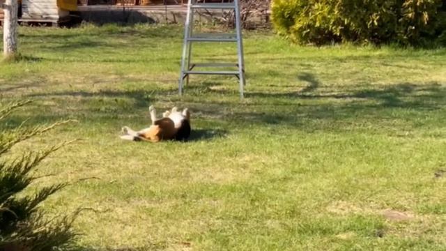 Жизнь и воспитание годовалого бигля. Учимся плавать. 1 серия