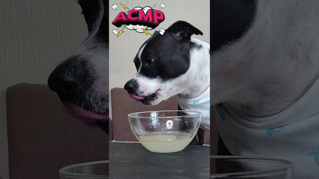 АСМР Куриный бульон не очень 👂 #asmr #mukbang #staffy #licking #асмр #мукбанг #стаффи #еда #ликинг