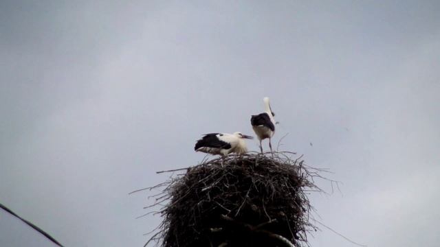 Молодые аисты отнимают друг у друга остатки корма