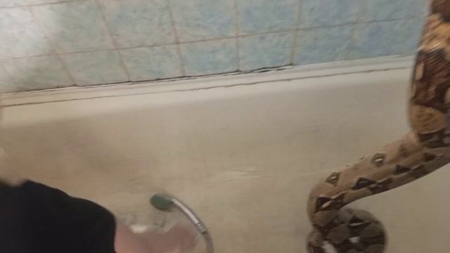 Вот так моют змей