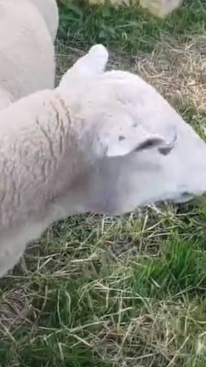 К твоему крылечку вечерами снова прихожу.