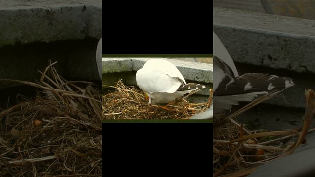 Жизнь в стае. Птенцы чаек от яйца до птенца.