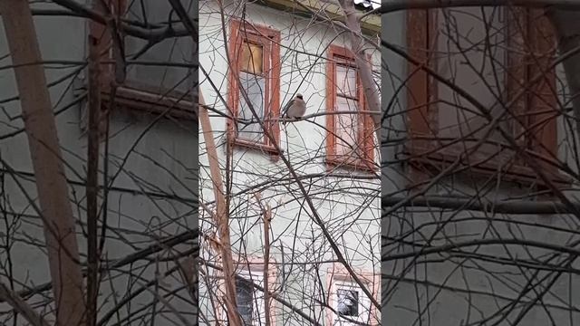 Свиристель