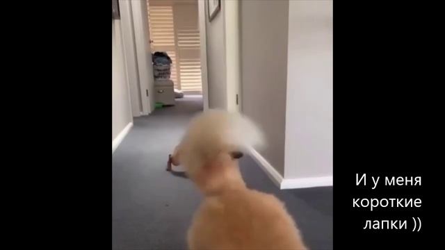 СОБАКИ - ПОВТОРЯКИ : ))