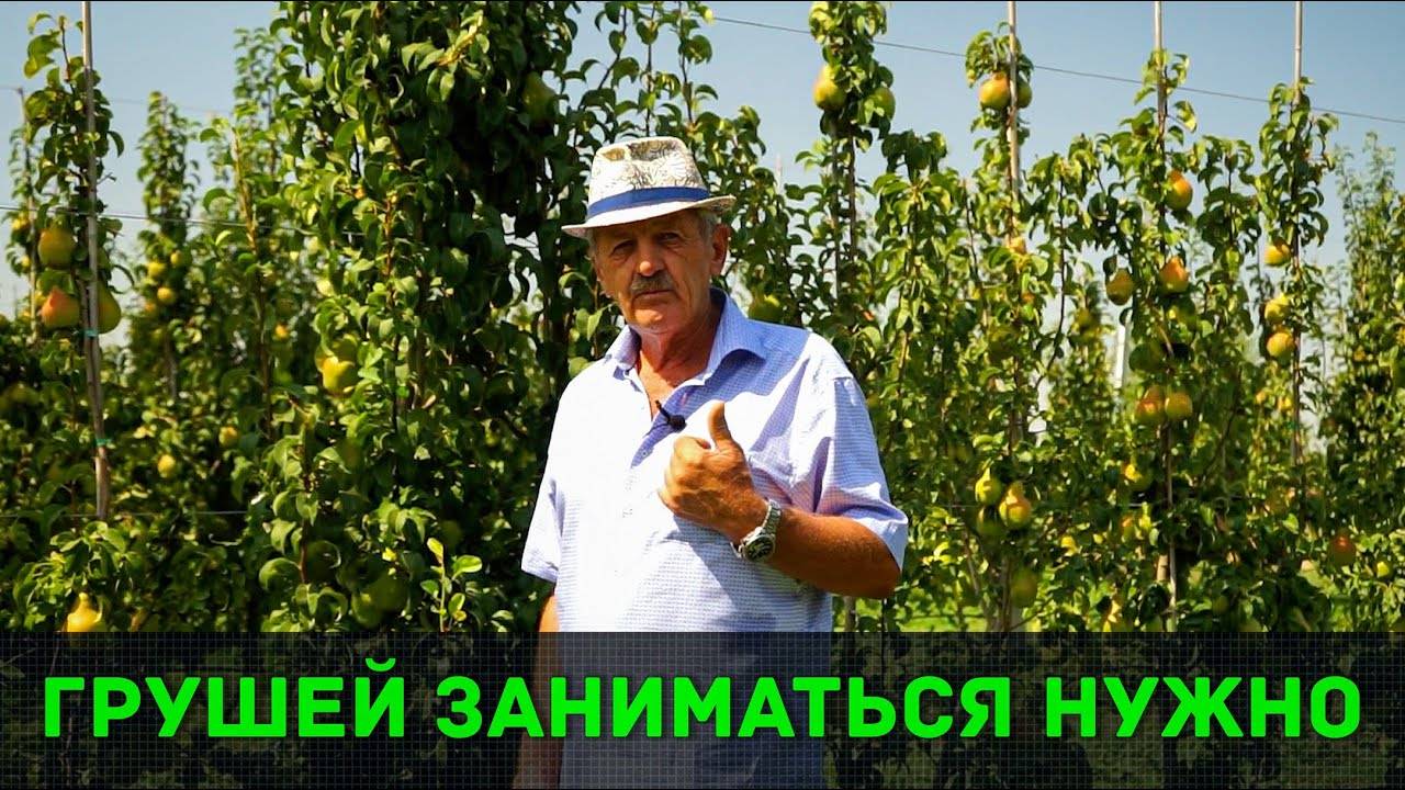 Груша - промышленные сады / Малакановский Мичурин