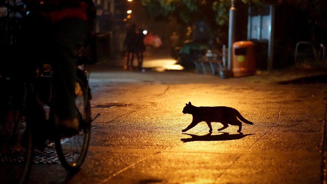 Кошка, брошенная маленьким котенком, стремится вернуться домой