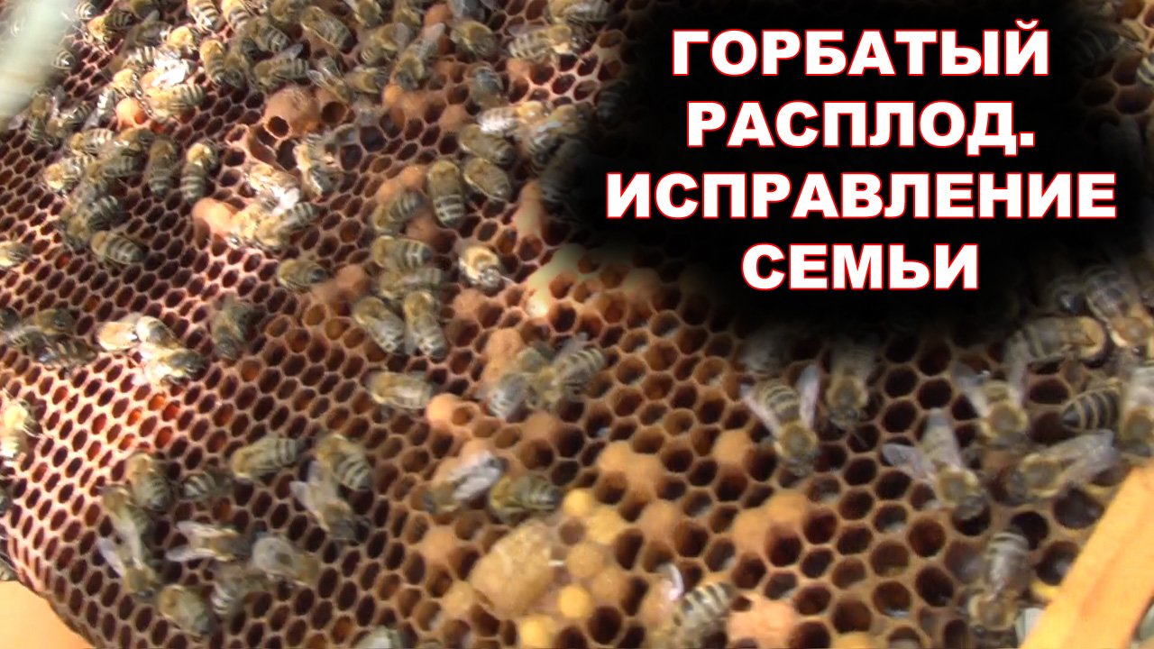 Горбатый расплод. Исправление семьи.