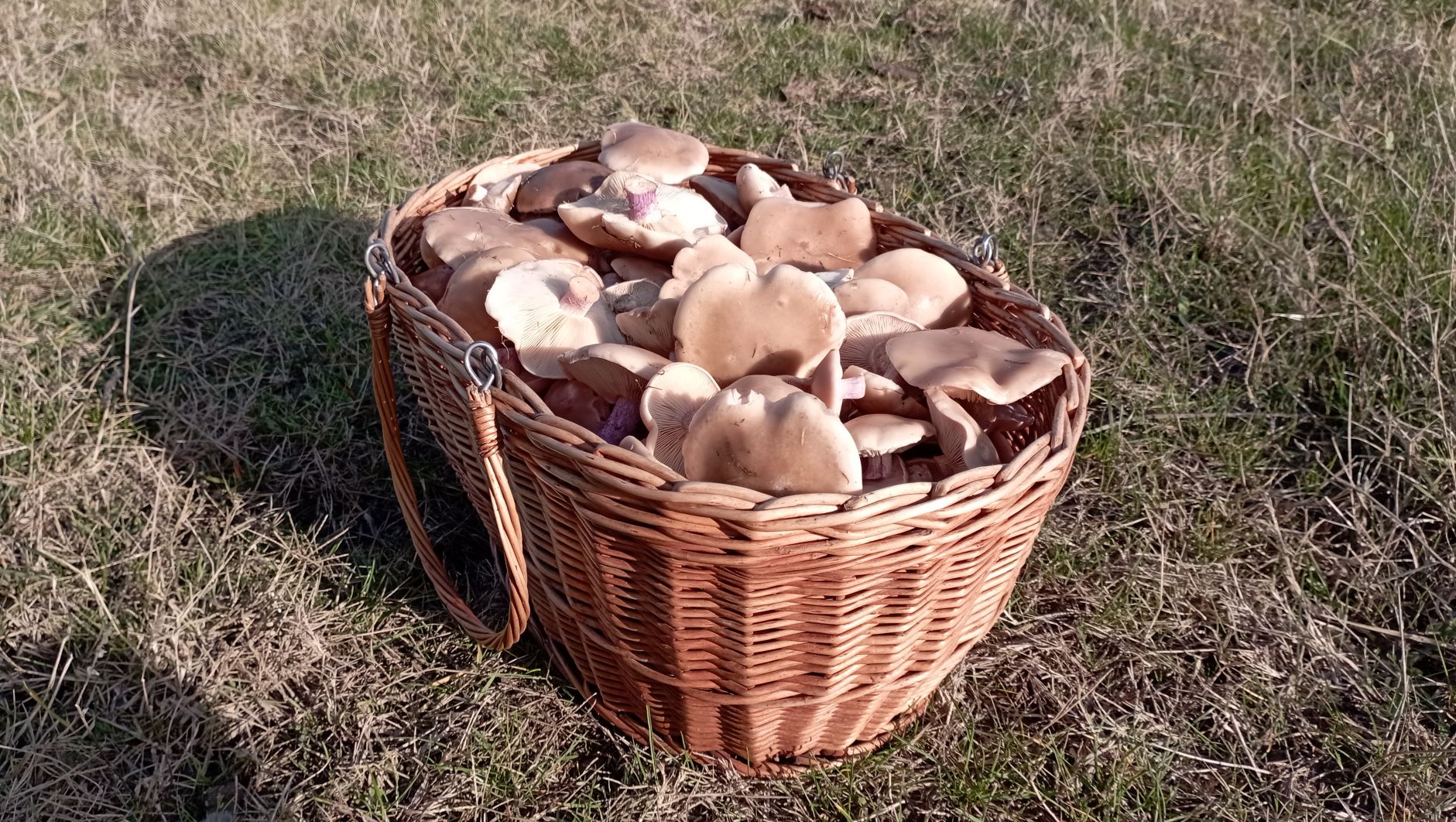 Пришла зима. Пора за ГРИБАМИ!!! Полная корзина 1 декабря 2023 года.