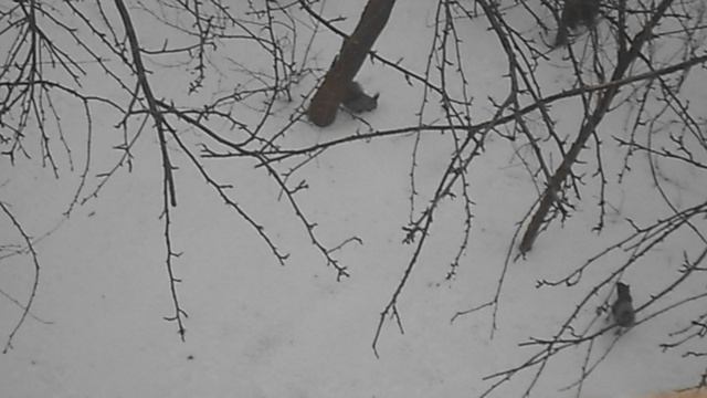 Ворона и белка на снегу 54565645643 DSCN5101