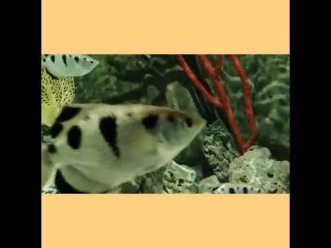 Тропические рыбки Подводные съемки. Аквариум