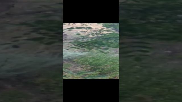 Пение птиц.mp4