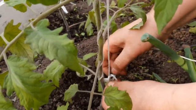 Как подвязать томаты и огурцы. 14.05.21.mp4