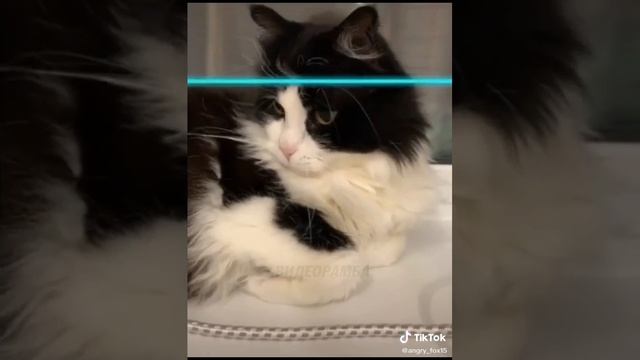 #милые котики