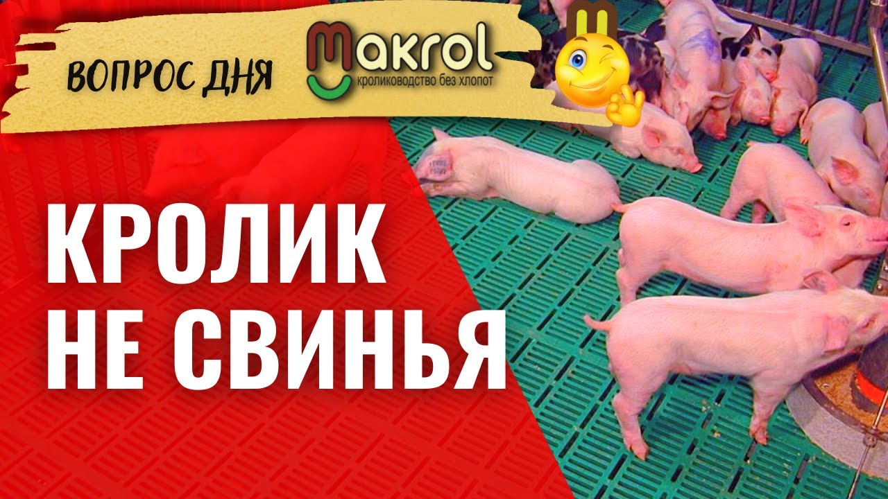 ⁉Можно ли поставить пластиковые полы из свинарника в крольчатник  #Макляк #МАКРОЛ