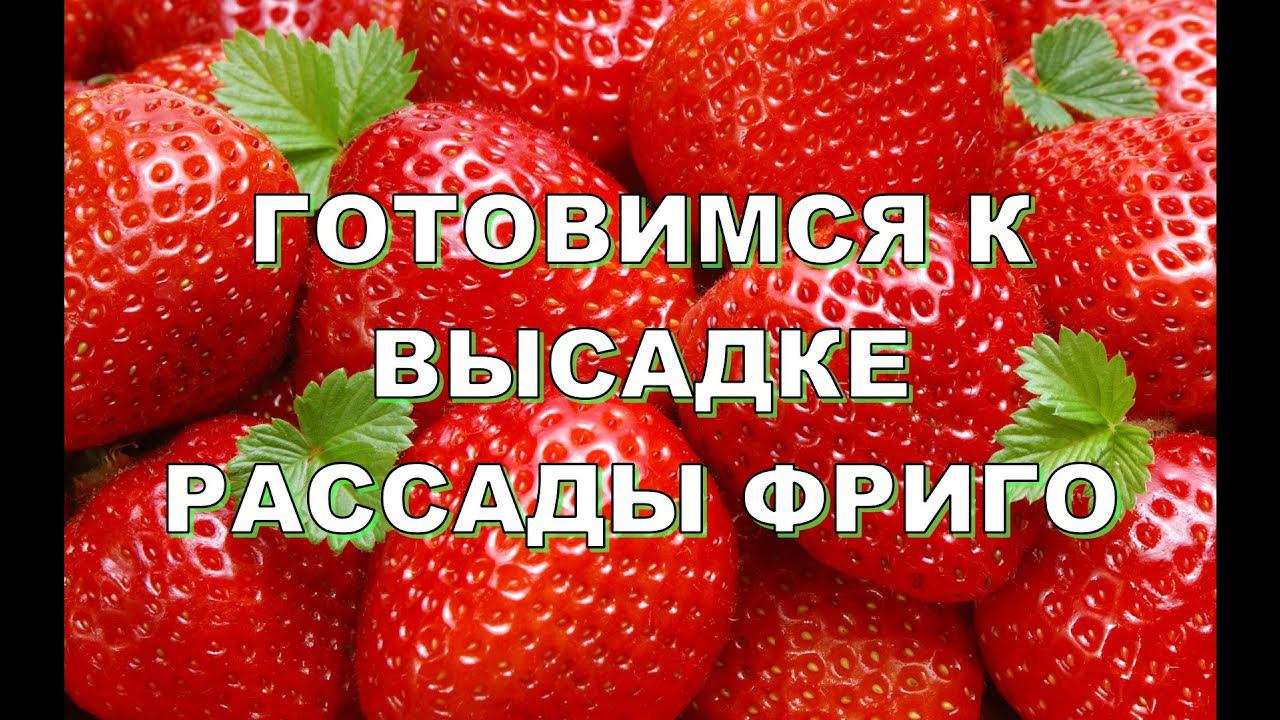 ГОТОВИМСЯ К ВЫСАДКЕ РАССАДЫ ФРИГО