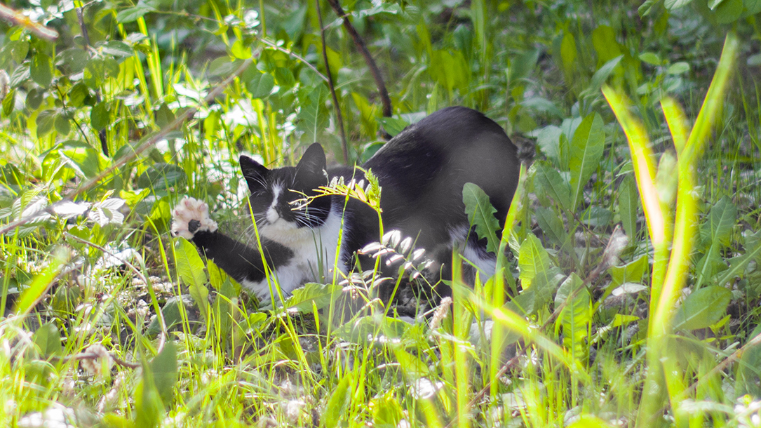 Н. »детали за скобками » » » »»»»» Привет котики и до свидания.