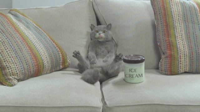 When Cats are Alone - Aaron's Animals