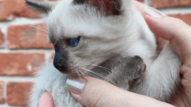 Знакомство с котятами. Ирсений Сапфир Меколь