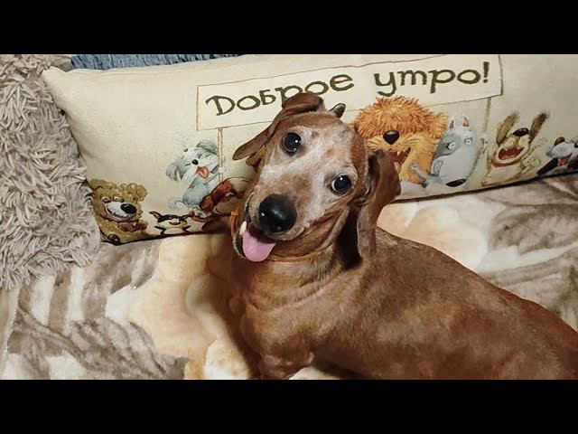 Что за зверь этот Рррр? Тигро-белк! Бодрое утро с Радаром