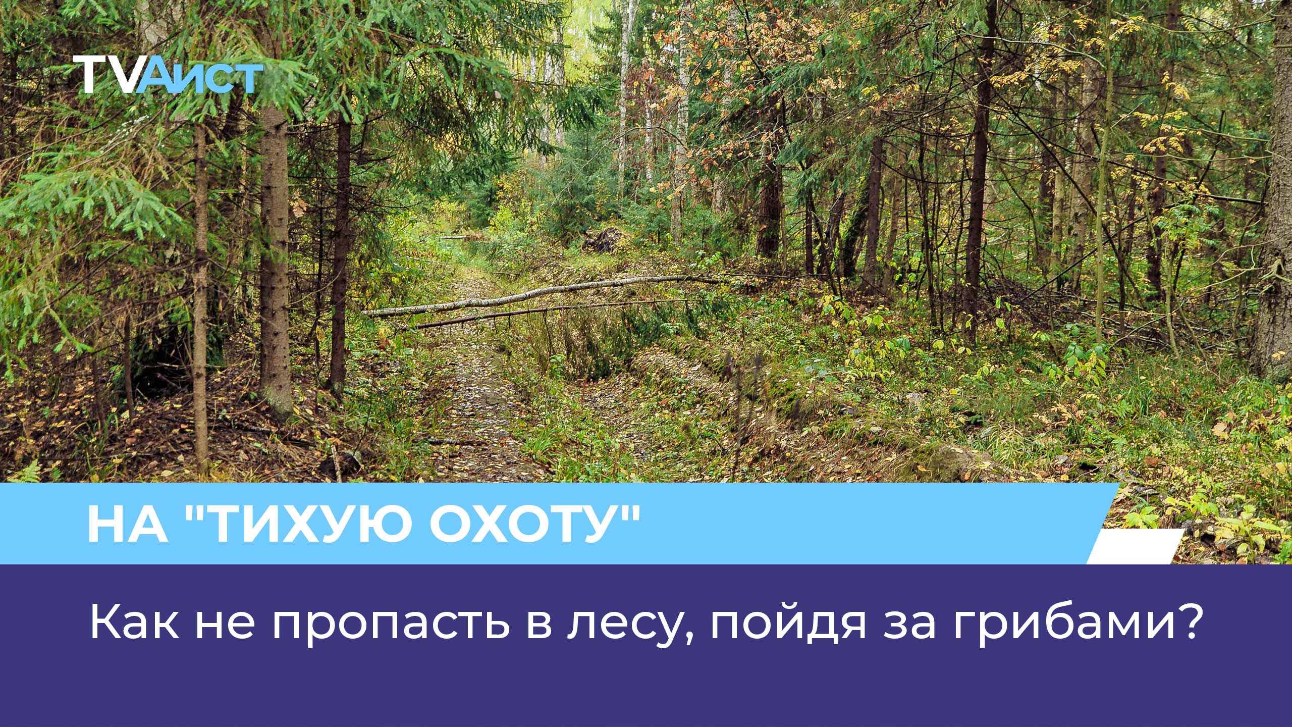 Как не пропасть в лесу, пойдя за грибами?
