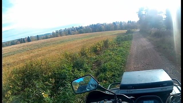 прогулка с собакой на квадроцикле