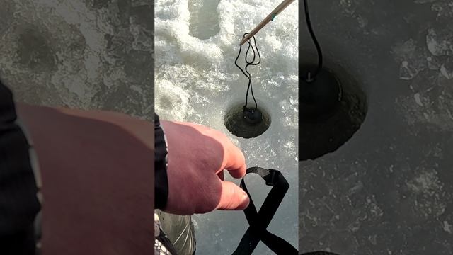 Плотва на блесну!!!!!