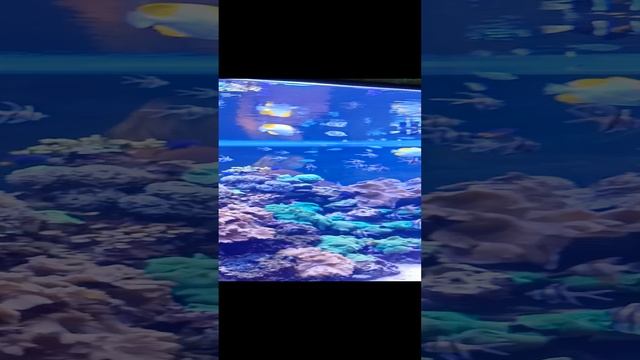 океанариум Спб Питер аквариум рыбки рыбы аквариумы аквариумные аква под водой подводный мир вода