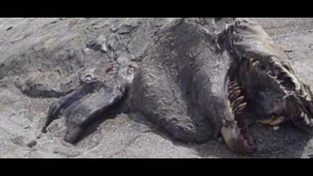 SCP-682  _Неуязвимая Рептилия.