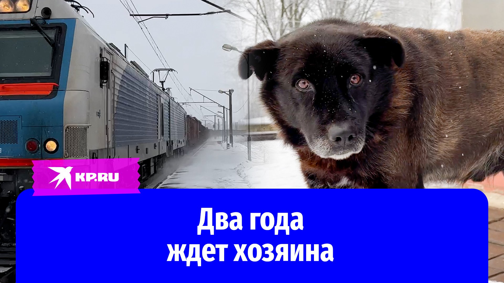 Белорусский Хатико два года ждет на вокзале умершего хозяина