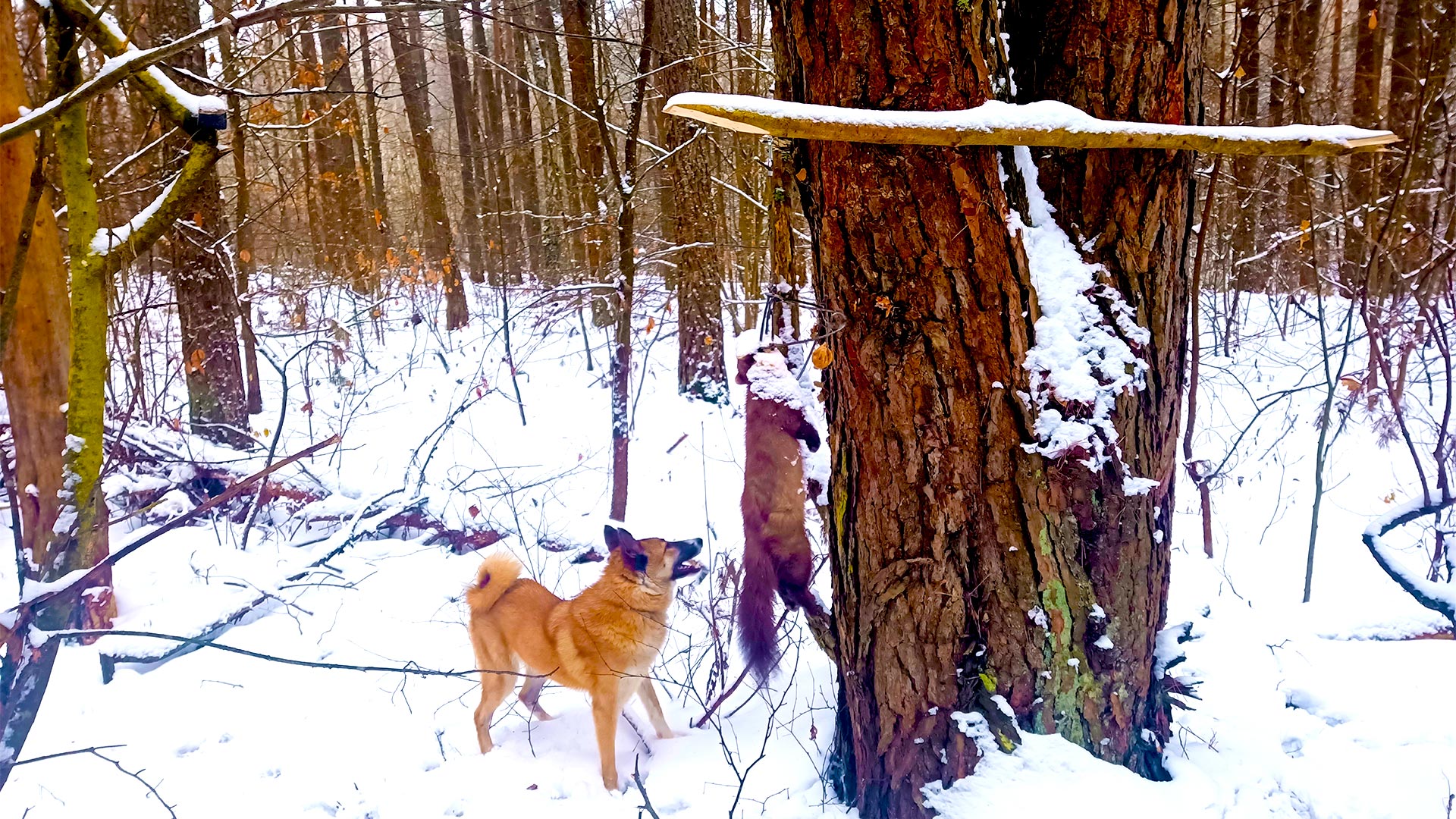 ОХОТА НА КУНИЦУ КАПКАНАМИ/БОЛЬШОЙ КОТ В КА-2