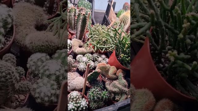 гастерия,  хавортия, алоевые