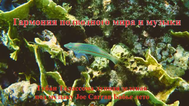 55. Губан Талассома лунная зеленая под музыку Joe Carran Бабье лето