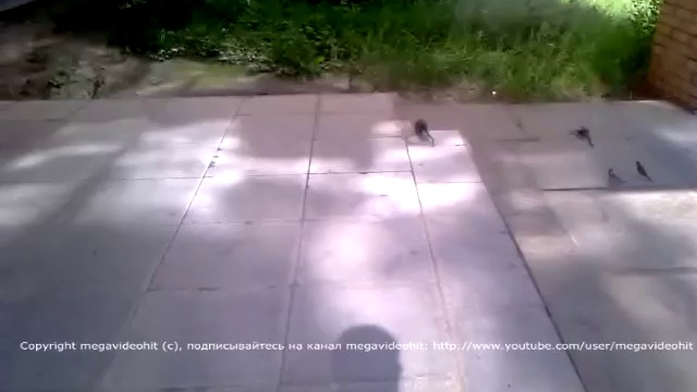 Крыса Л25. Нашествие грызунов. 