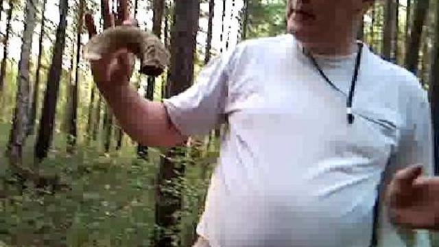 Бараний рог