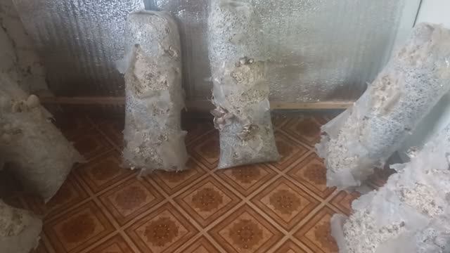 Вешенки - вторая волна- ноябрь (третья- декабрь). Помещение. Почему высокая влажность_