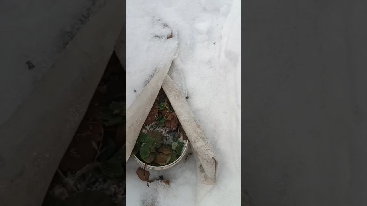 Клубника в кашпо в зимнем прикопе. Как сохранить клубнику в кашпо зимой?