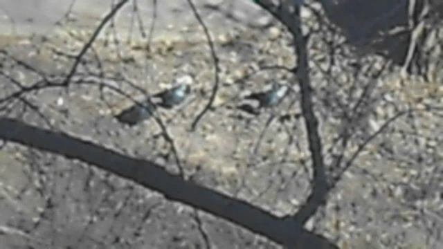 Солнце. Весна. Галки 945356 DSCN5248