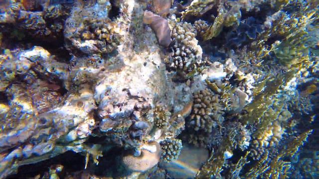 Подводный мир красного моря. Релакс видео 4К.
