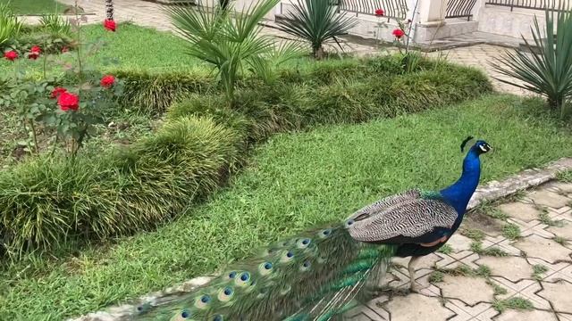 Пансионат Айтар, как дворец падишаха, где гуляют величественные павлины...