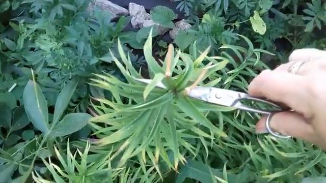 Об обрезке лилии после  цветения.