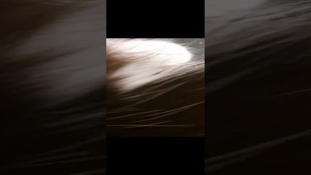 Не будите кошек на их месте,  а то они займут ваше).