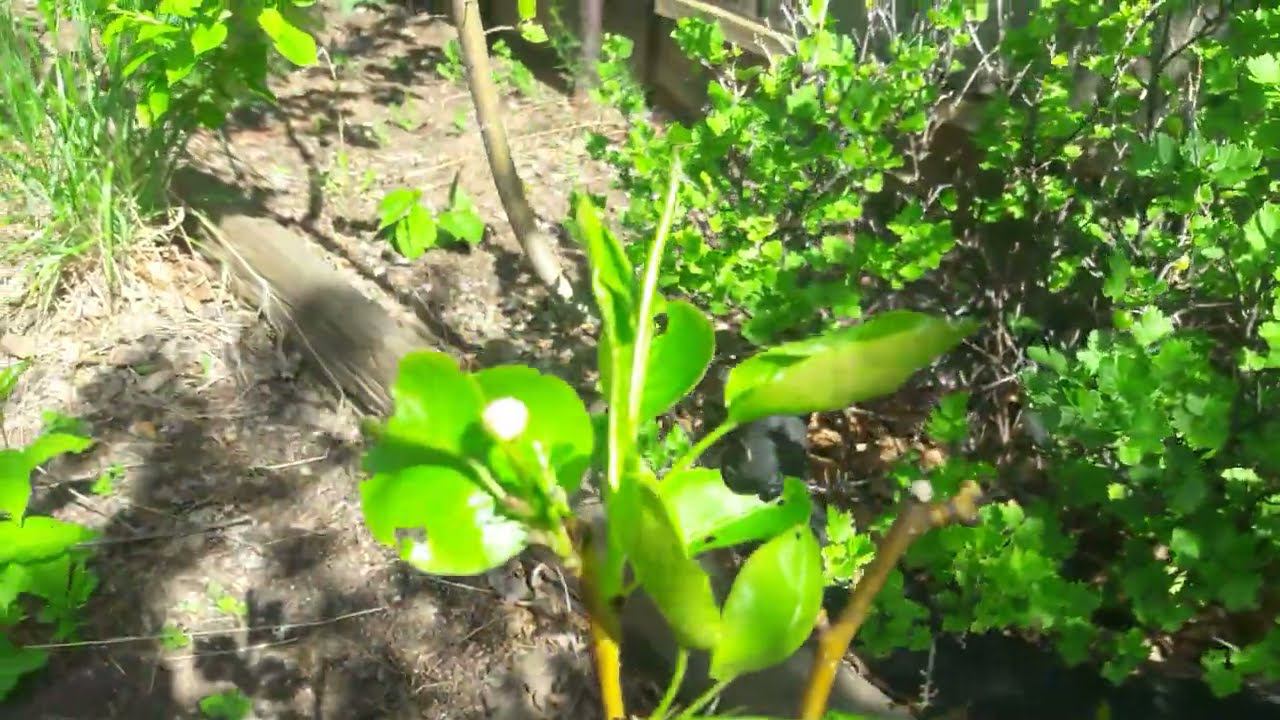 Прививка груши на яблоню, обзор через 30 дней.