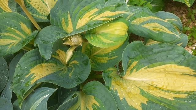 хоста GREAT EXPECTATION