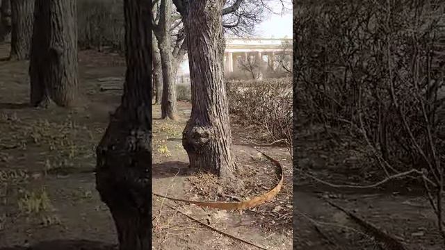 Белка в парке Горького
