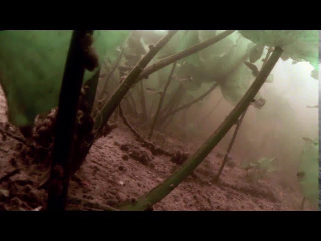 Поиски рыбы. Химкинское водохранилище.